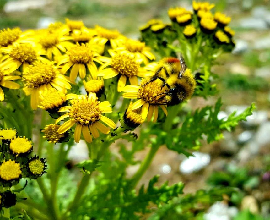 Kuenzang Dhendup | Bhutan Guide | Bhutan Travel | Druk Asia